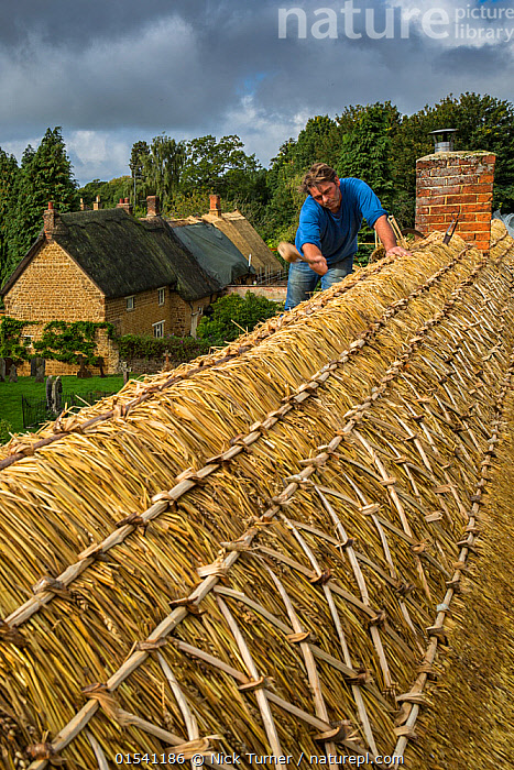 Stock photo of Dan Quatermain, master thatcher working on ridge of ...