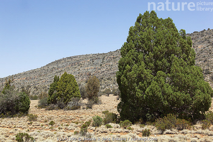 Stock photo of Persian juniper (Juniperus excelsa polycarpes) on ...