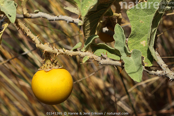 Stock photo of Thorn apple (Solanum incanum) with fruit, Oman, June ...