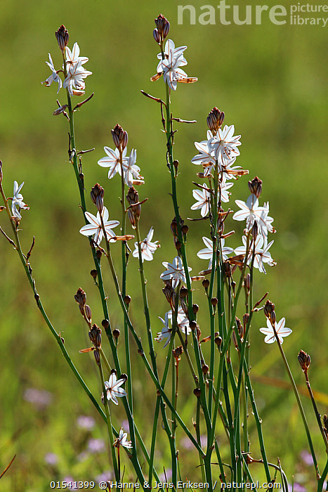 Stock photo of Asphodel lily (Asphodelus tenuifolius) in bloom, Oman ...