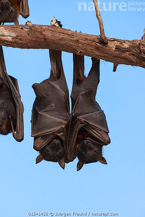 Little Red Flying Fox