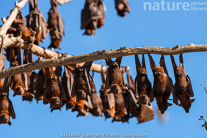 Stock photo of Little red flying-foxes (Pteropus scapulatus) roosting ...