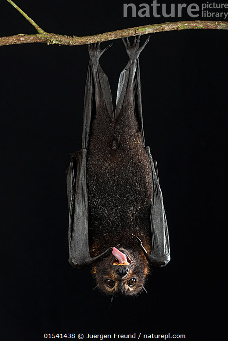 Stock photo of Freckles the Spectacled flying fox (Pteropus ...