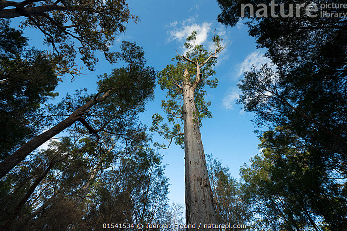 Stock photo of Eucyalyptus tree in Yellow-bellied glider (Petaurus ...