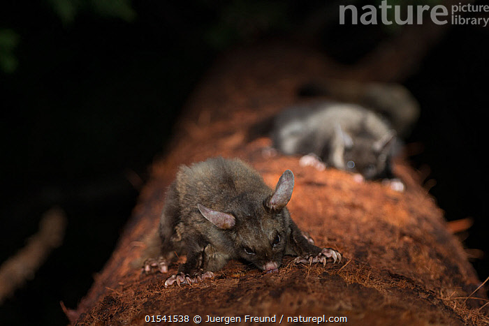 Stock photo of Yellow-bellied glider (Petaurus australis) tapping Red ...