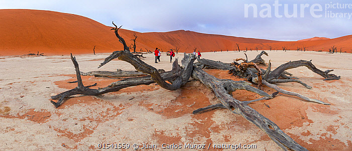 Stock photo of Tourists walking among ancient dead Camelthorn tree ...