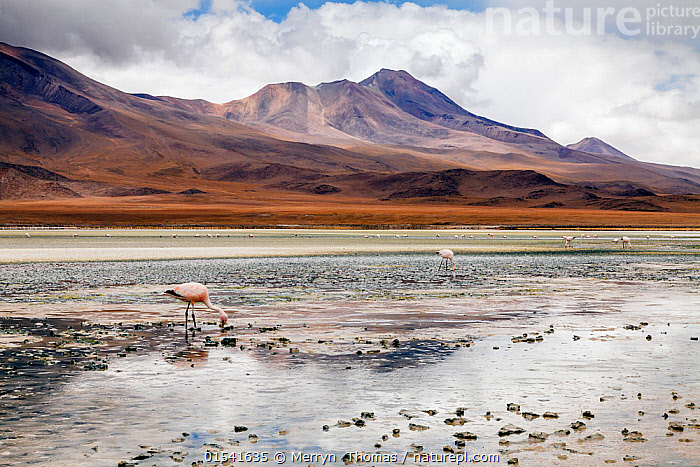 Stock photo of Andean Flamingoes (Phoenicoparrus andinus) on the ...