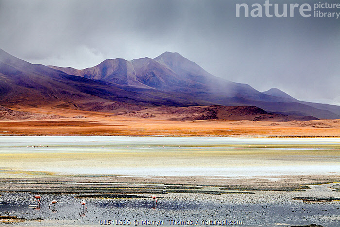 Stock photo of Andean Flamingoes (Phoenicoparrus andinus) on the ...