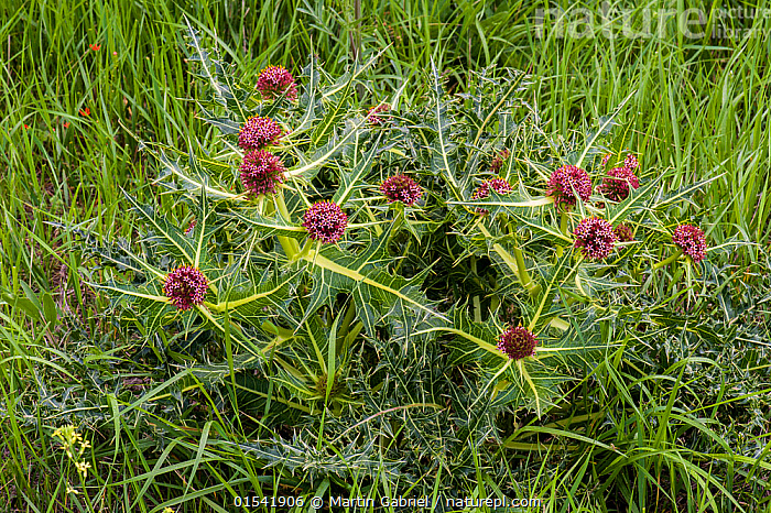 Stock photo of Tumble thistle (Gundelia tournefortii), flowering ...