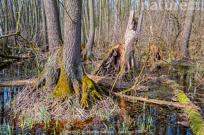 Stock photo of Black alder (Alnus glutinosa) swamp forest, Lake ...