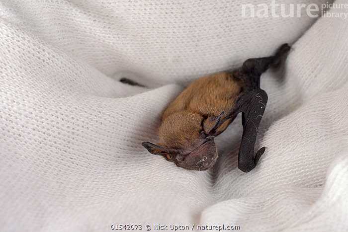 Stock photo of Rescued week-old abandoned Common pipistrelle bat pup ...