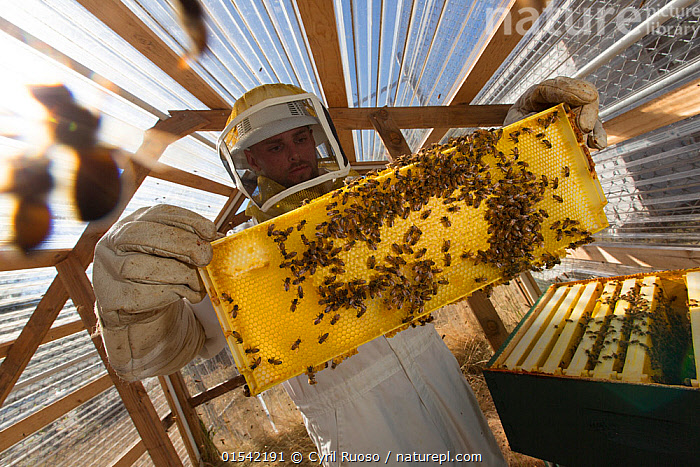 Stock photo of Inmate beekeeper with honeycomb of Honey Bee (Apis ...