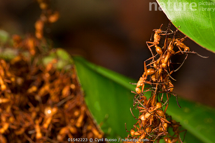 Stock photo of Army ants (Eciton hamatum) forming a bivouac or ...