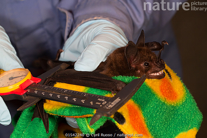 Stock photo of Biologist Veronika Cottontail measuring Greater spear ...