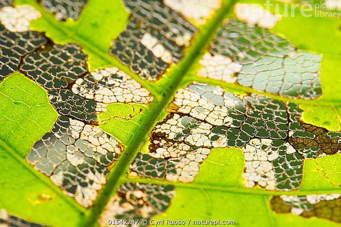 Stock photo of Leaf partially skeletonized by insects in tropical ...