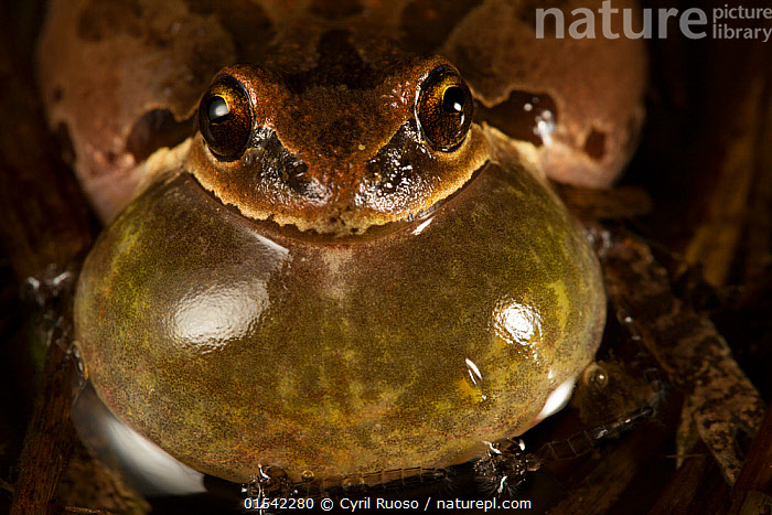 Stock photo of Pacific tree frog (Pseudacris regilla) male calling with ...