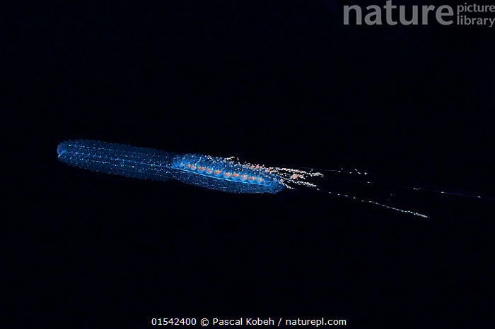 Stock photo of A siphonophore (Siphonophorae or Siphonophora) in open water at night…. Available ...