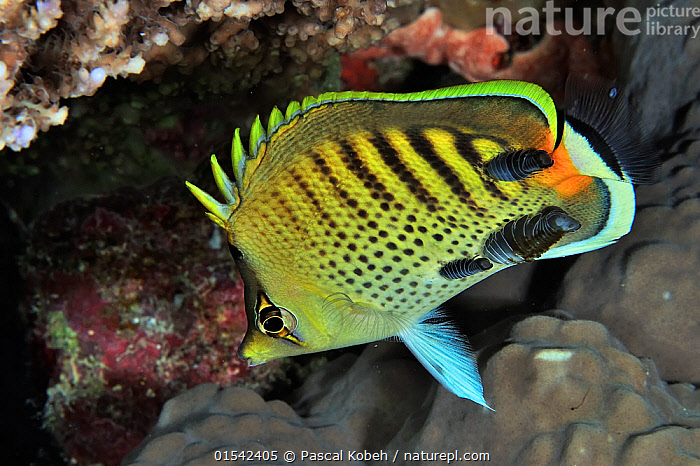 Stock photo of Spotband / Spot-banded butterflyfish (Chaetodon ...