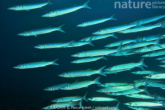 Stock photo of Bigeye barracudas (Sphyraena forsteri) Palau, Philippine ...