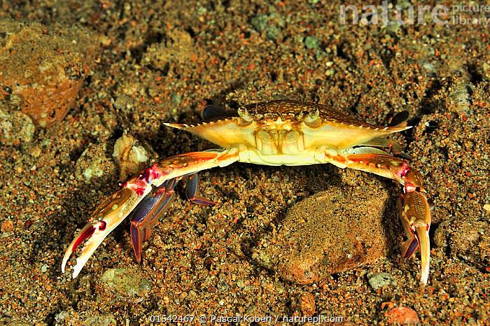 Stock photo of Flower / Blue swimmer / Sand crab (Portunus pelagicus ...