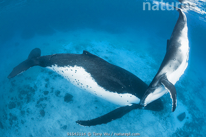 Stock photo of Female Humpback whale (Megaptera novaeangliae) resting ...