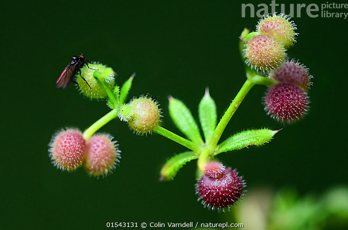 Stock photo of Cleavers / Goose grass / Sticky willie (Galium aparine ...