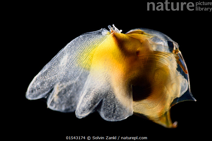 Stock photo of Sea butterfly (Cavolinia uncinata) deep sea species from ...
