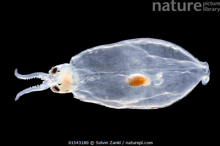 Deep Sea Glass Squid