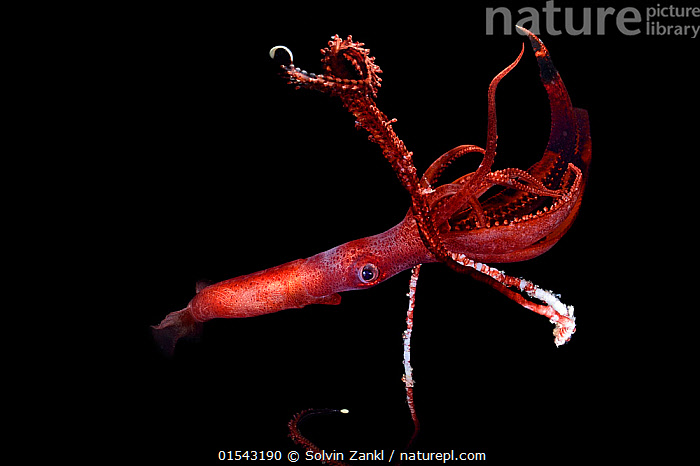 Stock photo of Deep sea squid (Chiroteuthis mega) deep sea species ...