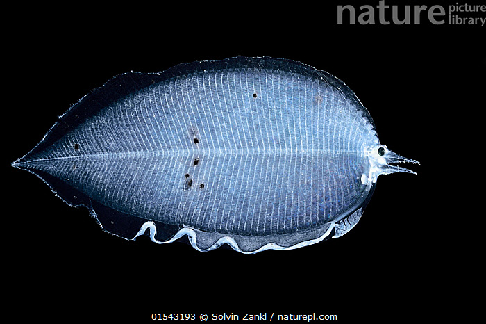 Stock photo of Deep sea eel Leptocephalus larva (Elopomorpha) deep sea ...