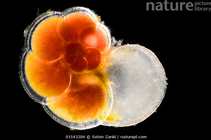 Stock photo of Planktonic Foraminifera, deep sea species, Atlantic ...