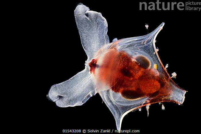 Stock photo of Sea butterfly (Diacria trispinosa) deep sea species from ...