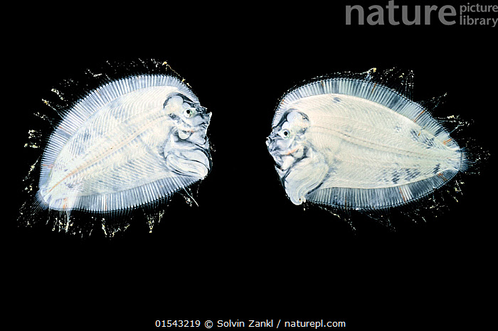 Stock photo of Flatfish (Bothidae sp) larva with upright swimming and ...