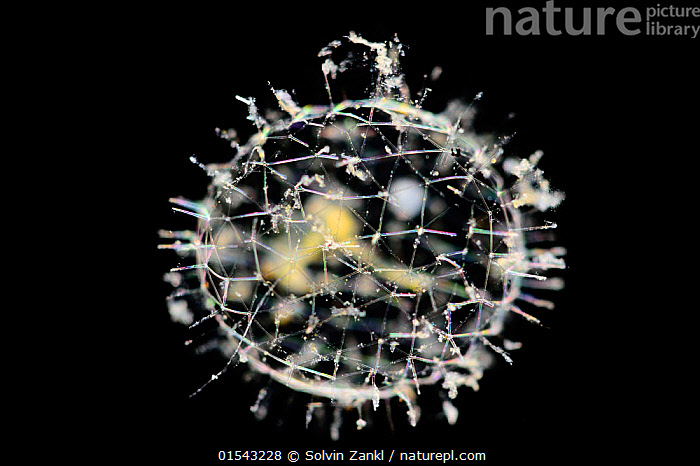 Stock photo of Radiolaria, also called Radiozoa (Heliosphaera sp.) deep ...