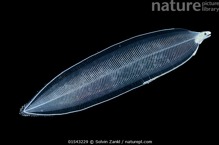 Stock photo of Deep sea eel Leptocephalus larva (Elopomorpha) deep sea ...