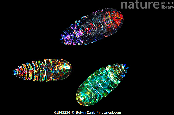 Stock photo of Marine planktonic Copepod (Sapphirina sp.) brightly ...