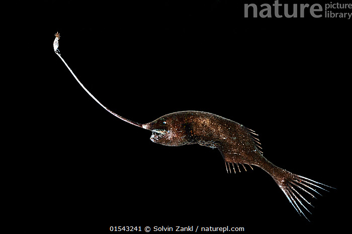 Stock photo of Deep sea fish (Gigantactis vanhoeffeni) with enlarged ...