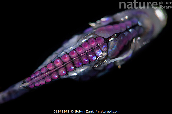 Stock photo of Photophores of Diaphanous hatchetfish (Sternoptyx ...