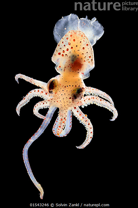 Stock photo of Squid (Histioteuthis sp.) deep sea species from Atlantic ...