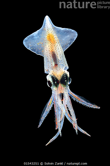 Stock photo of Squid (Abraliopsis atlantica),with photophores in 6 ...