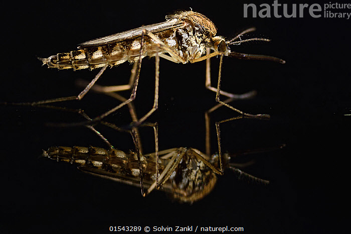 Stock photo of Mosquito (Aedes rusticus / Ochlerotatus rusticus) newly ...