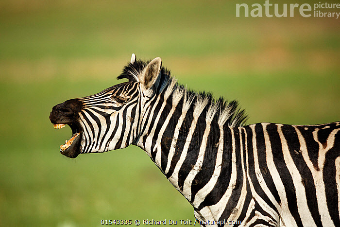 Stock photo of Zebra (Equus quagga) male braying, with scars from ...