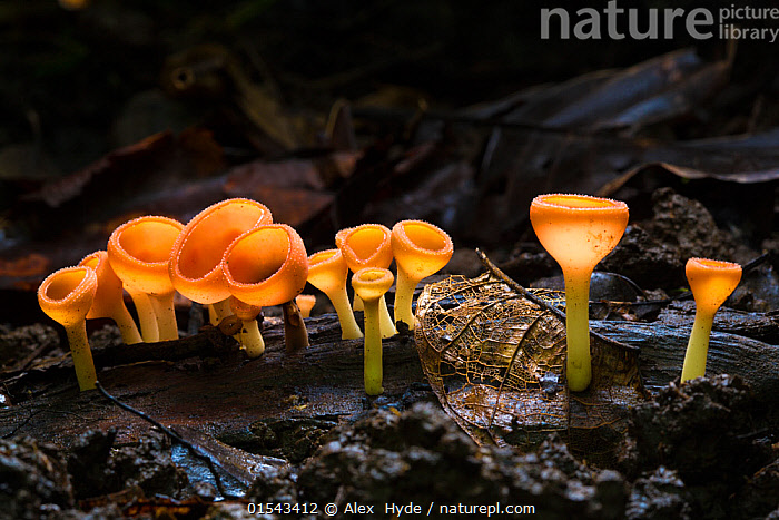 Stock photo of Cup fungus (Cookeina sp) growing on decaying wood on the ...