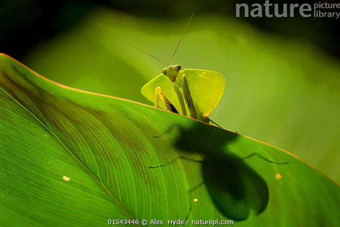 Stock photo of Leaf-mimicking mantis (Choeradodis rhombicollis) in ...