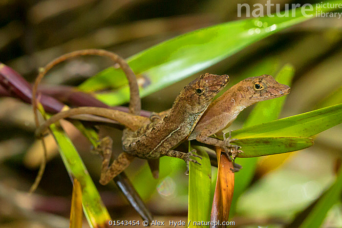 Stock photo of Golfo dulce / Many-scaled anole (Norops / Anolis ...