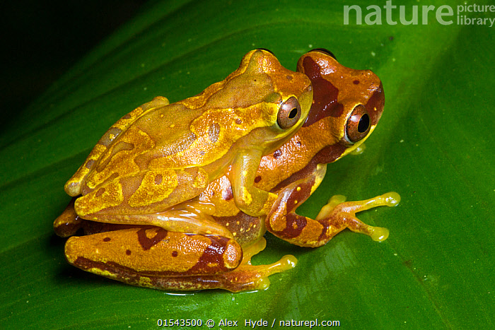 Stock photo of Hourglass treefrogs (Dendropsophus ebraccatus) pair in ...
