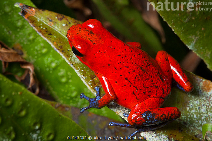 Stock photo of Strawberry poison frog (Oophaga pumilio) Central ...