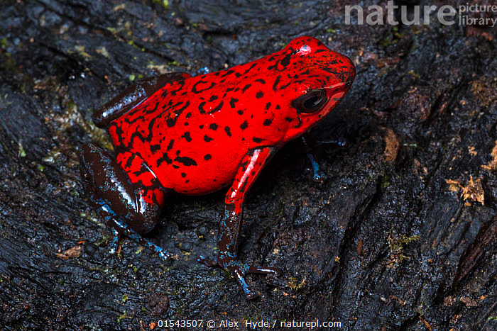 Stock photo of Strawberry poison frog (Oophaga pumilio) Central ...