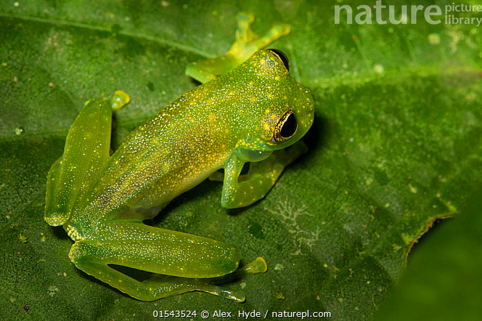 Stock photo of White-spotted cochran frog (Sachatamia albomaculata ...