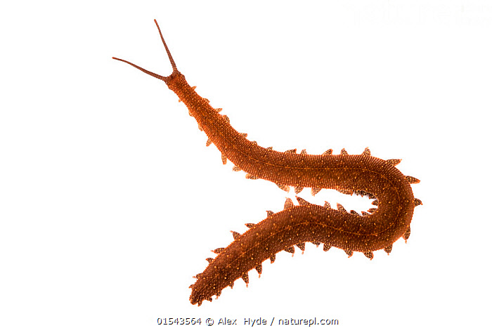 Stock photo of Velvet worm (Onychophora) discovered under a piece of ...